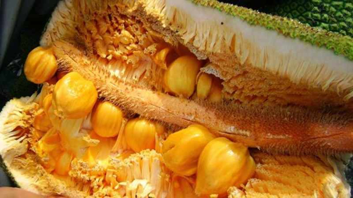 Jangan Dibuang, Berikut 8 Manfaat Mengonsumsi Biji Cempedak Bagi ...